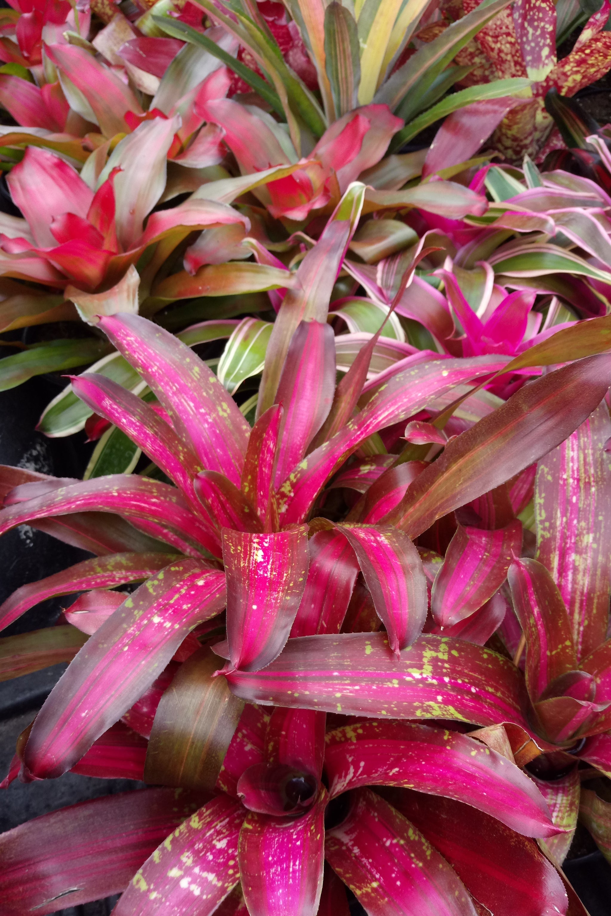 Red Bromeliads